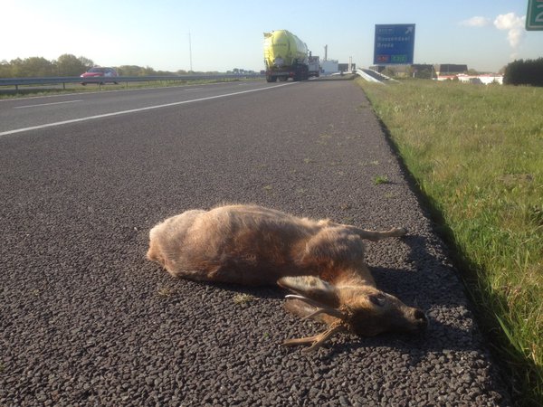 Dode ree gevonden op A4 bij Bergen op Zoom