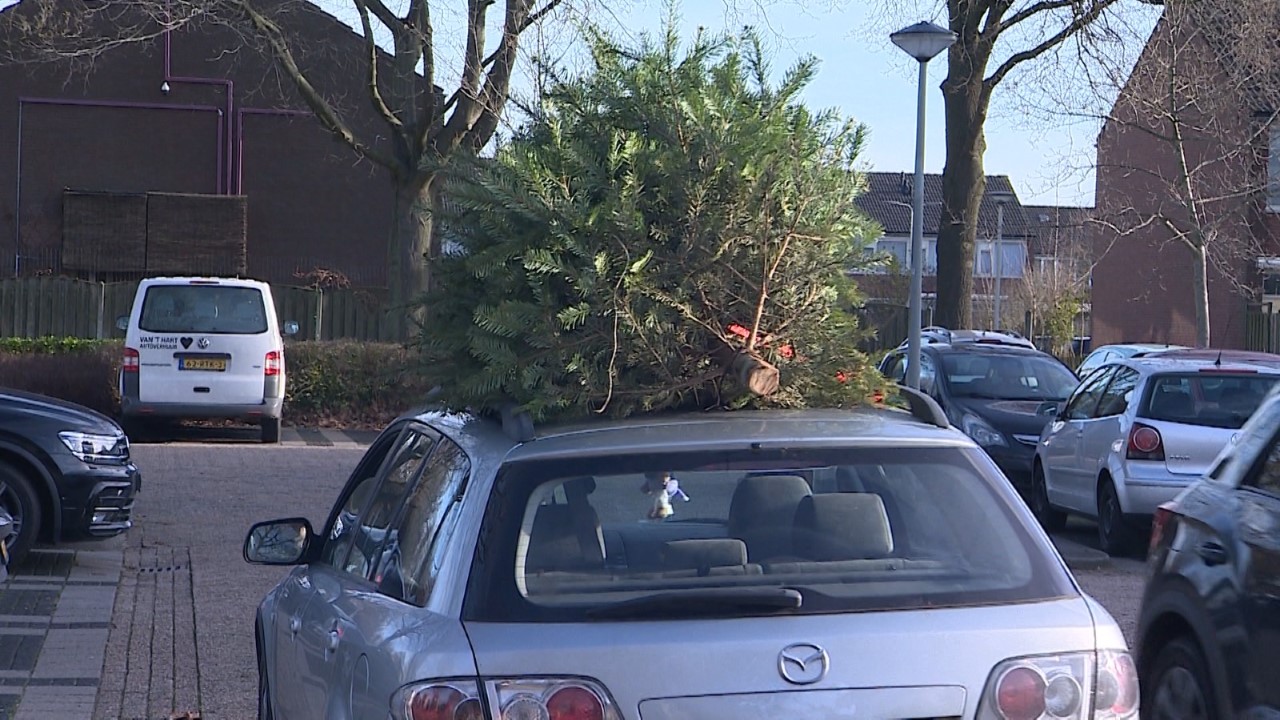 Kerstboom op dak van auto of slepend achter fiets: inzameling is weer ...