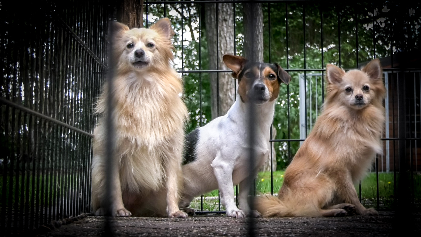 Inbeslaggenomen honden uit Eersel krijgen een tweede kans in Nispen