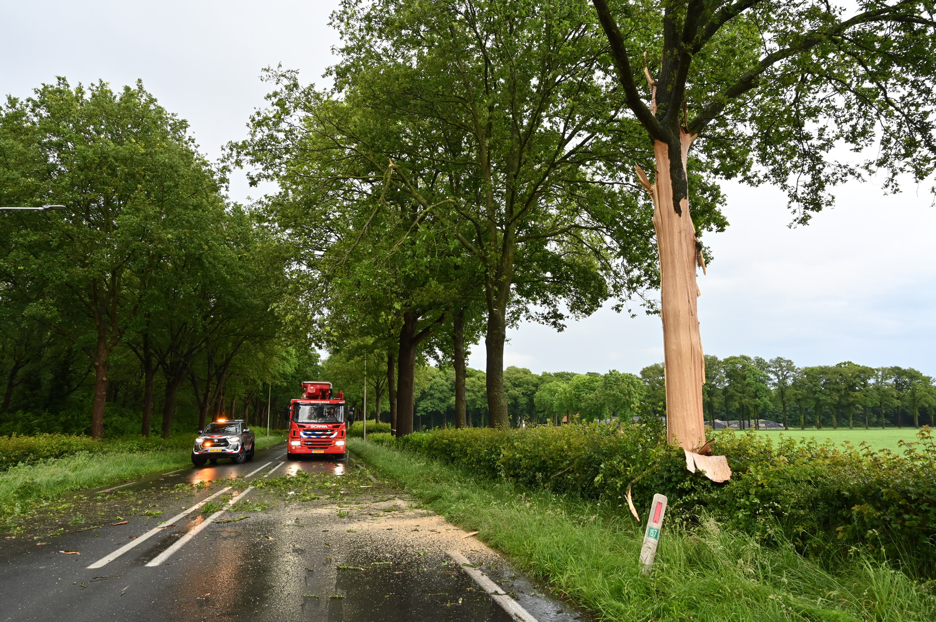 Boom ontveld en gespleten door bliksem in Rijsbergen