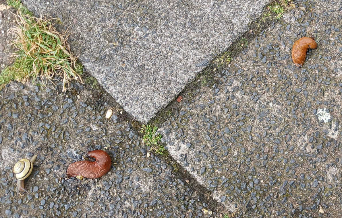 Kenners: slakkenplaag 'amper te bestrijden'