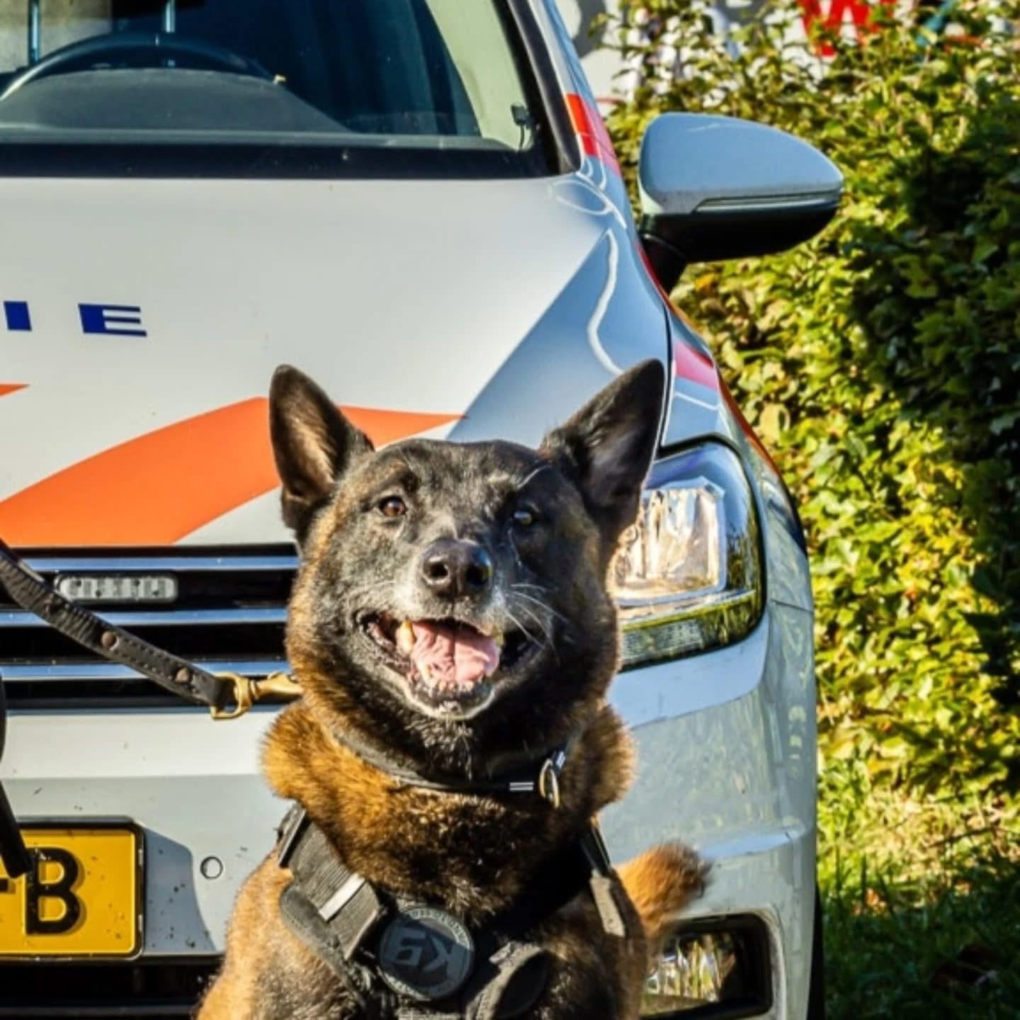 Politiehond Rudy vangt vlak voor zijn pensioen nog een dief in Roosendaal