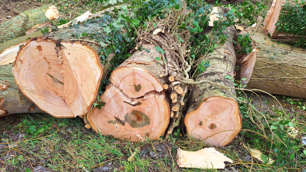 Ruim honderd bomen gekapt langs A59 door Essentaksterfte