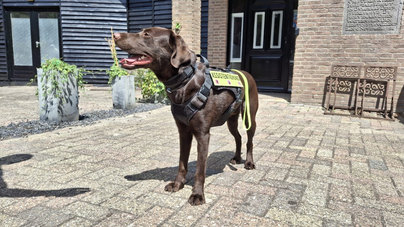 Honden krijgen tweede kans en helpen veteranen als PTSS hulphond