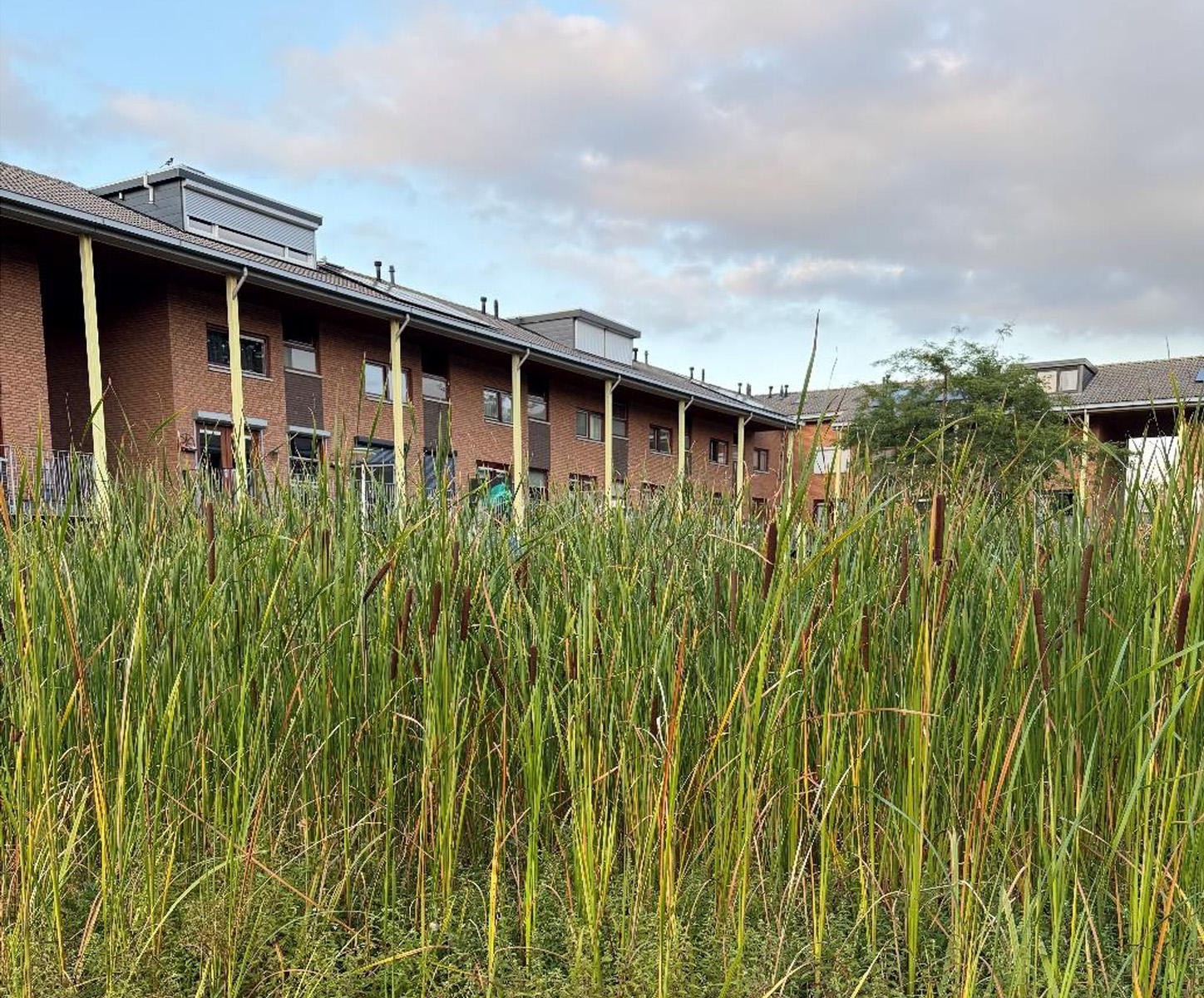 GBWP wil snoeischaar in woekerende vijvers Gageldonk: 'Bewoners kijken ...